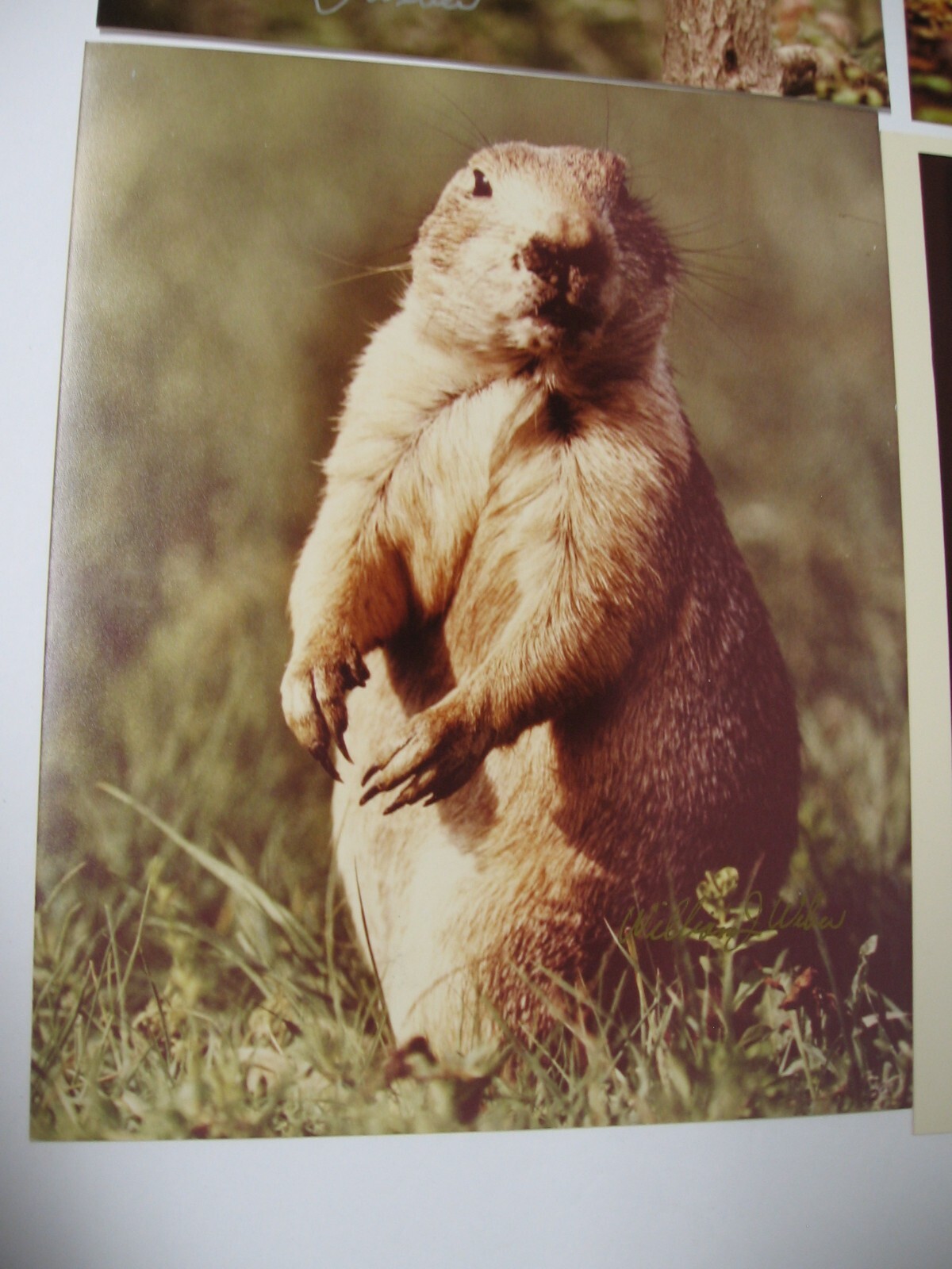 4-Photographs New 8x10's, Photographer William Weber, Florida, Gopher ...