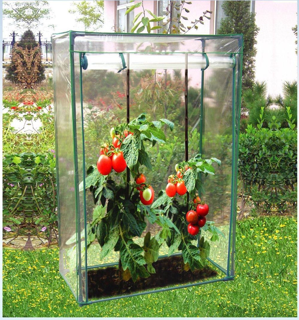 Mini Tomato Plant Greenhouse Tomatoes Early Girl (4" Pot)