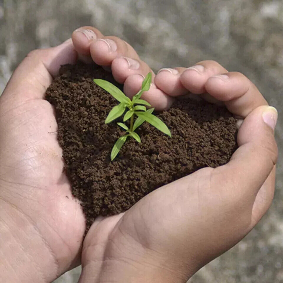 ERICACEOUS COMPOST SOIL GROWMOOR RHODODENDRON AZALEA CONIFER HEATHER ...