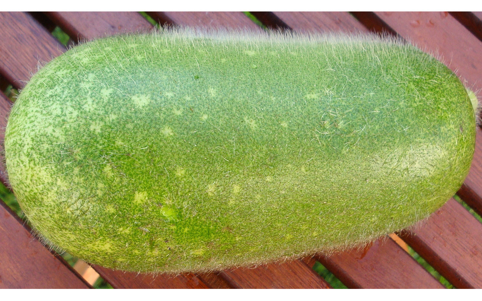Winter Melon Seeds Hairy/White/Green Skin | Fuzzy Wax Gourd | Dong Gua ...