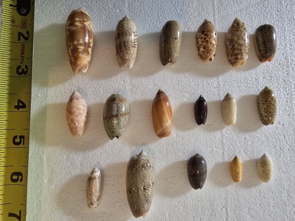 HALF PRICE !! ALL 5 OF OUR SEASHELL SETS LISTED ON EBAY - 90 DIFFERENT ...