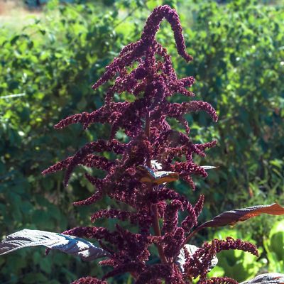Amaranth Greek Purple - 100+ seeds - Graines - BEAUTIFUL and HUGE! - Am ...