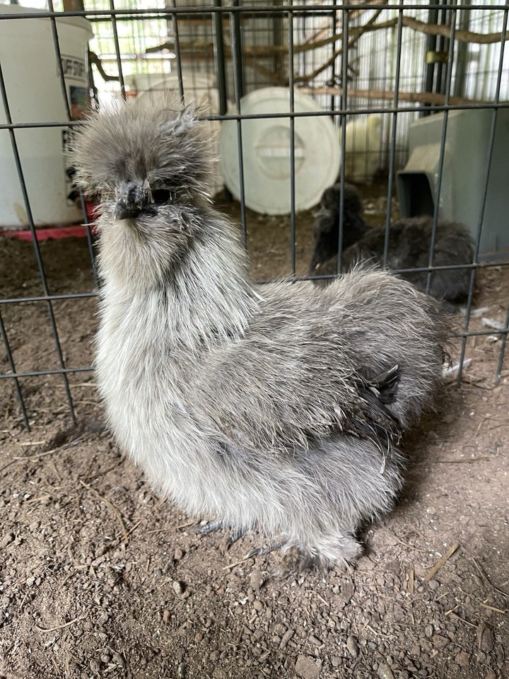 6+ Silver Pencil Laced Silkie/Satin Hatching Eggs Hens Satin/Frizzle | eBay