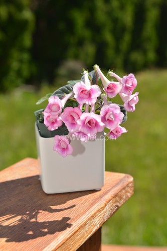 Miniature Sinningia "FL's Pink Rose Fairy" - Plant In Bloom! | eBay