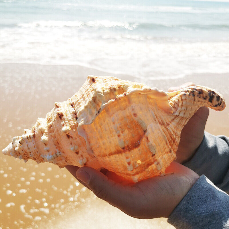 Natural Rubeta Conch Shell Sea Snail Gift Home Fish Tank Ornament 22 ...