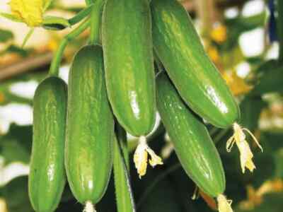 Mini Lebanese cucumber cuccumber seeds Mini munch cucumber Seeds Small ...