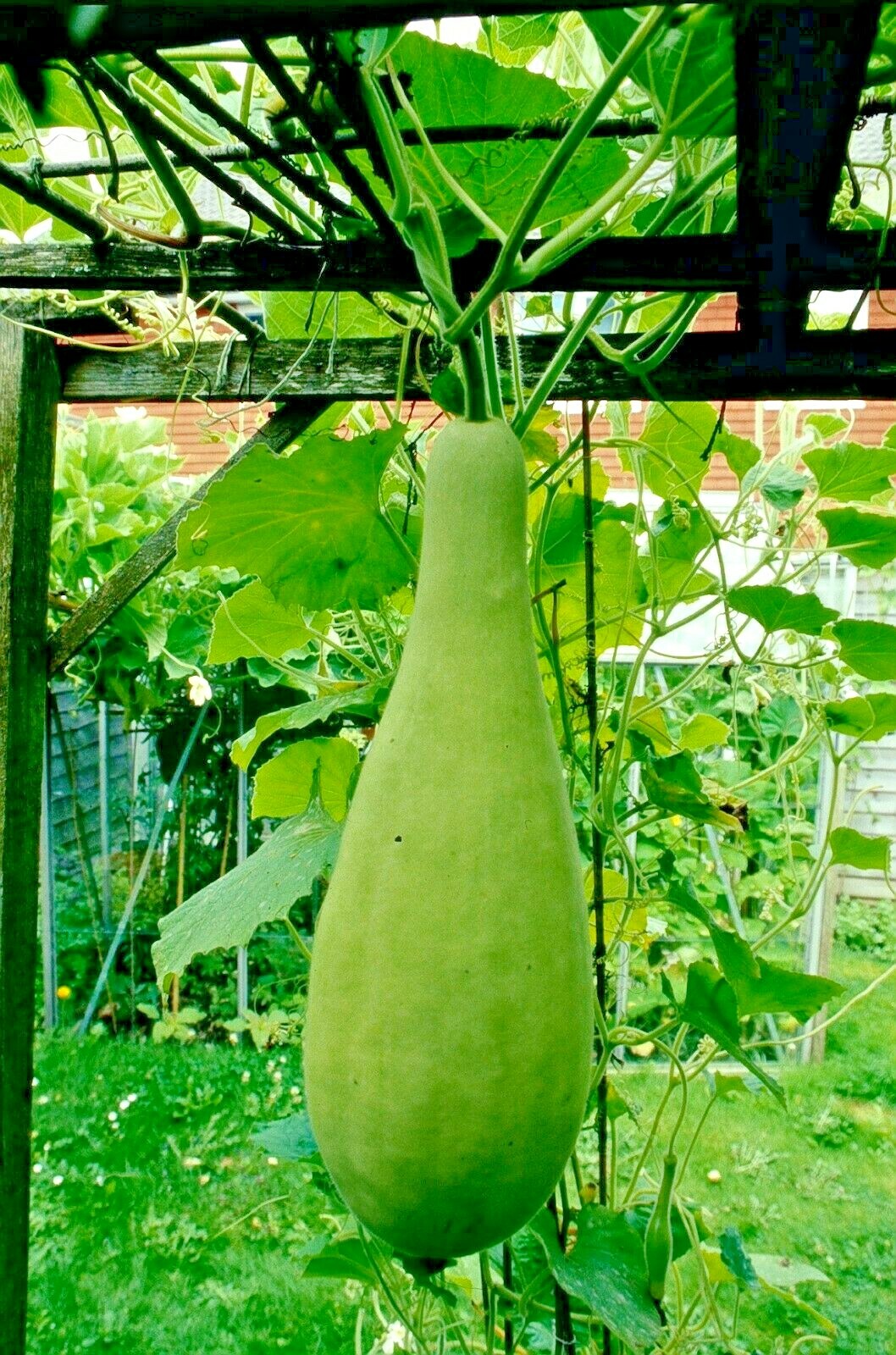 UK Gardener Hybrid Bottle Gourd Zucca LAUKI Dudhi Bangladeshi Kodu Lau ...