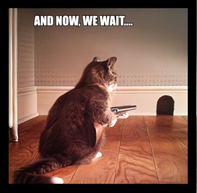 Gun Cat Memes Pin On Funny