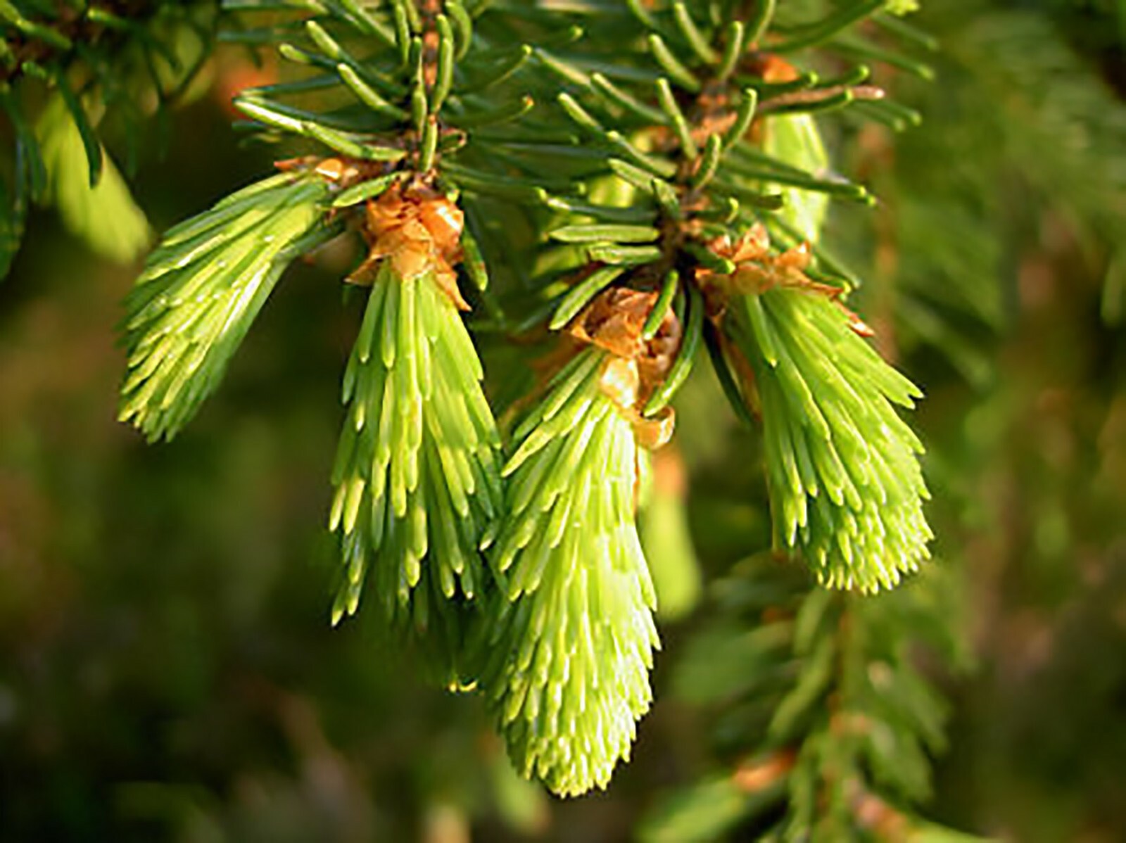 Norway Spruce, Picea abies, Tree Seeds (Evergreen, Fast) | eBay