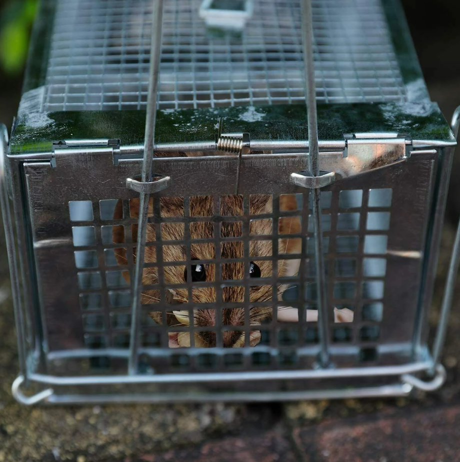 Live Humane Cage Trap for Squirrel Chipmunk Rat Mice Rodent Animal ...