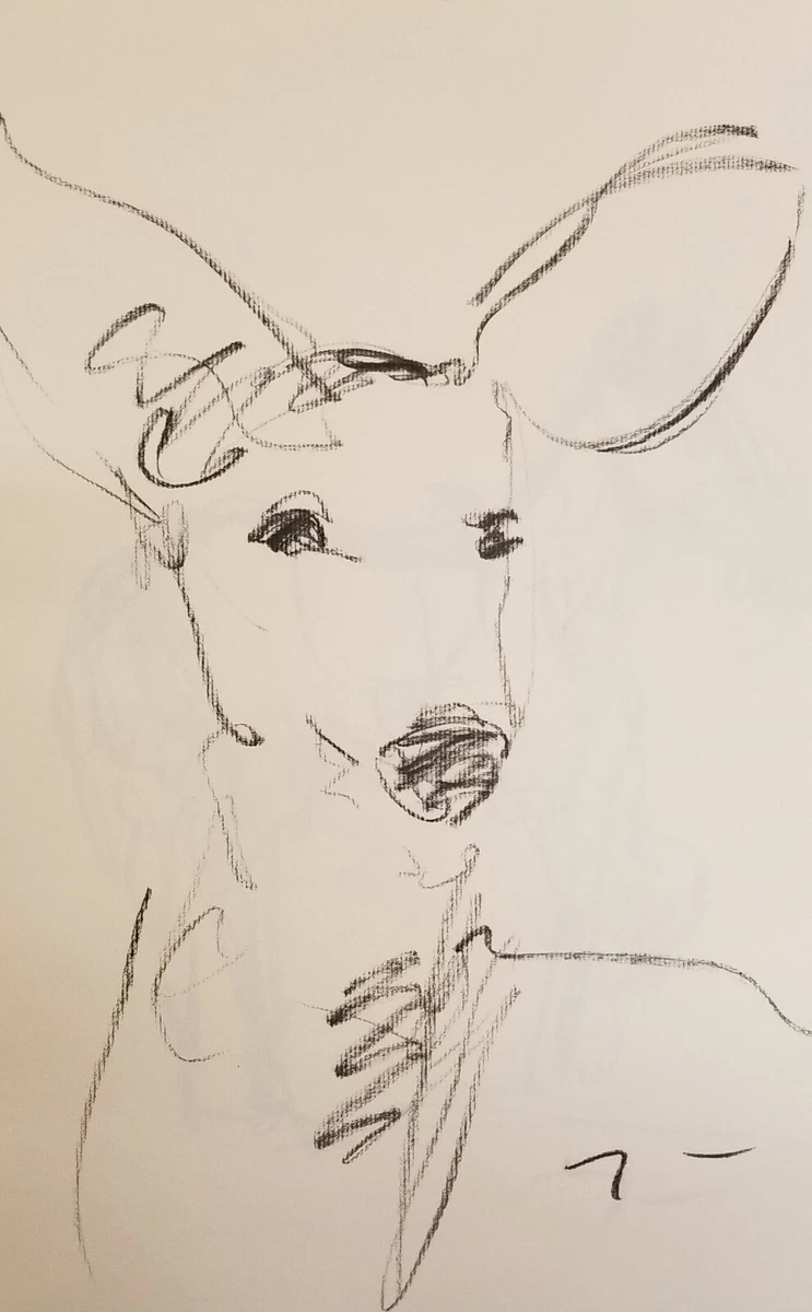 Doe Drawings