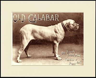 MASTIFF GREAT CALIBAR DOG FOOD ADVERT PRINT MOUNTED READY TO FRAME ...