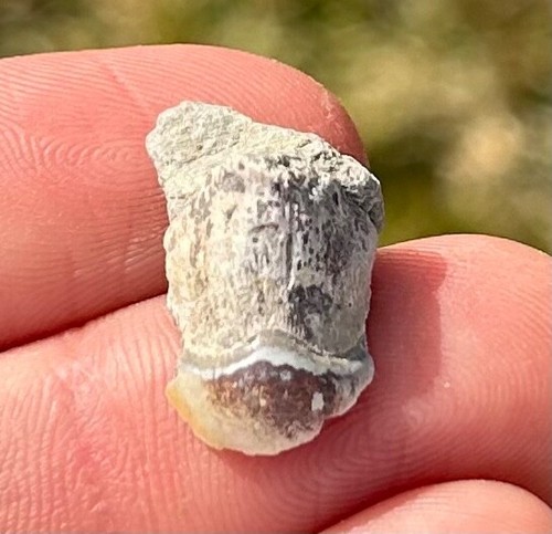 NICE Petalodus Fossil Sharks Tooth Texas Pennsylvanian Age Shark Teeth ...