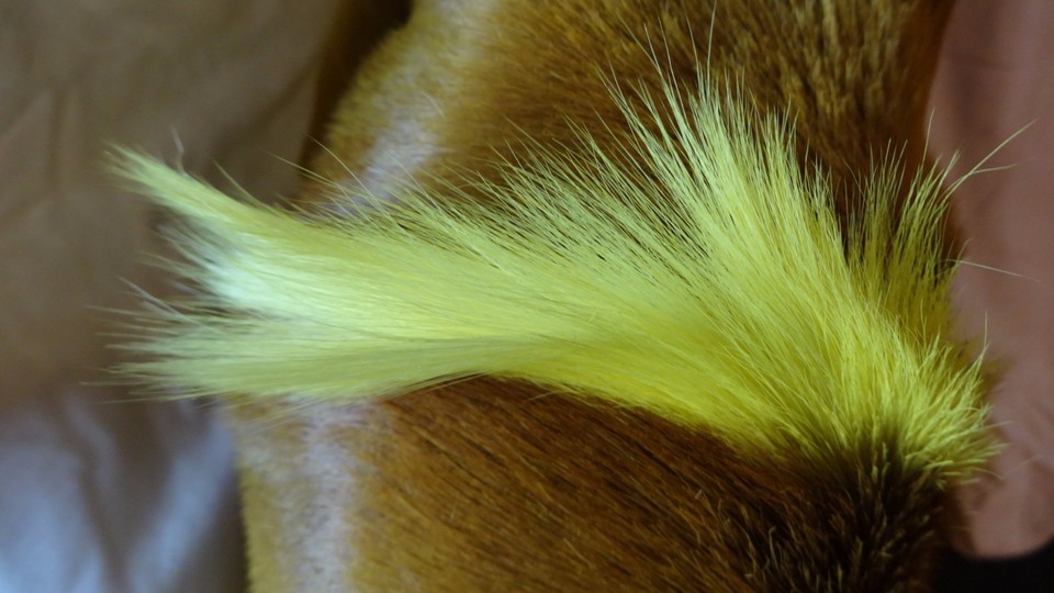 Dyed Springbok Skin Large Top quality antelope skin in assorted dyed ...