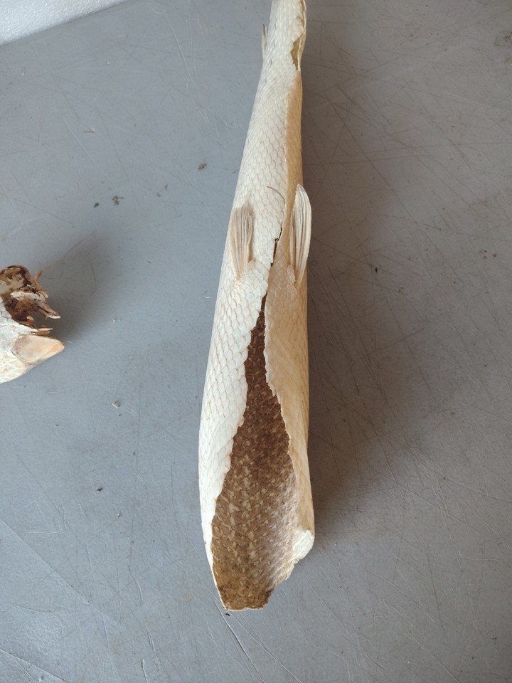 Real Spotted River Gar Fish Skin and Head Taxidermy | eBay