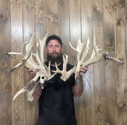 Monster Freak 333” Whitetail Cut Antler 44pt Horn Deer Mount Taxidermy ...