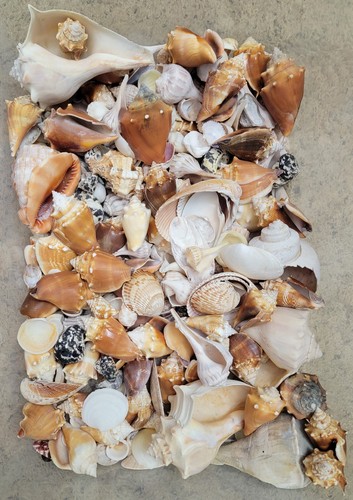 Huge Lot of Florida Sea Shells 13+ lb | eBay