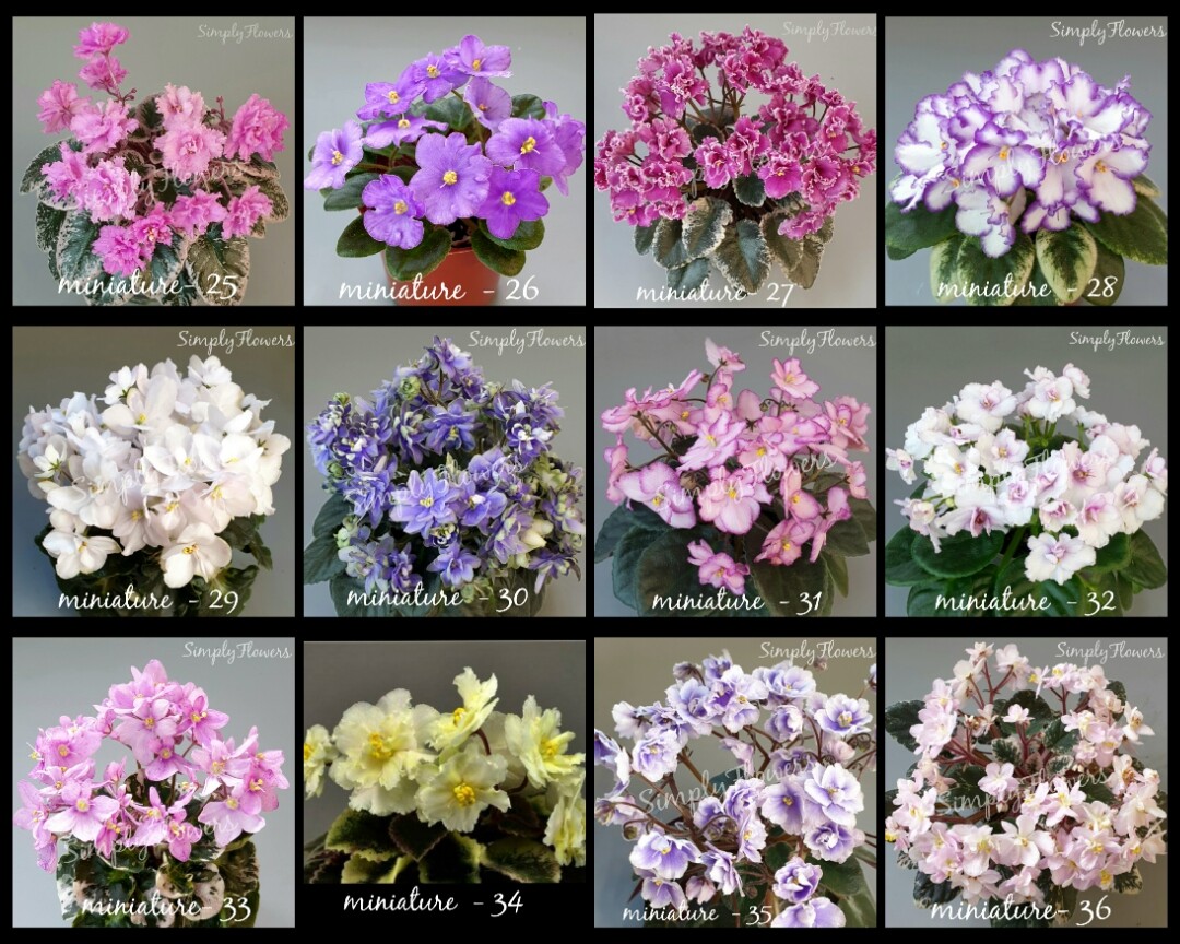 Optimara Little Aztek Miniature African Violet Plant African Violet