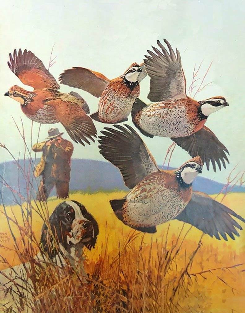 Hunter, Dog, Hunting 4 Quail by Lynn Bogue Hunt | eBay