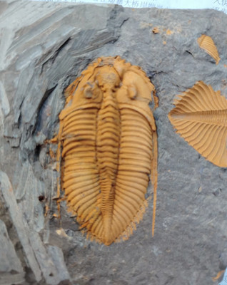 Natural Trilobite fossil-Coronocephalus-insect body 7cm | eBay UK