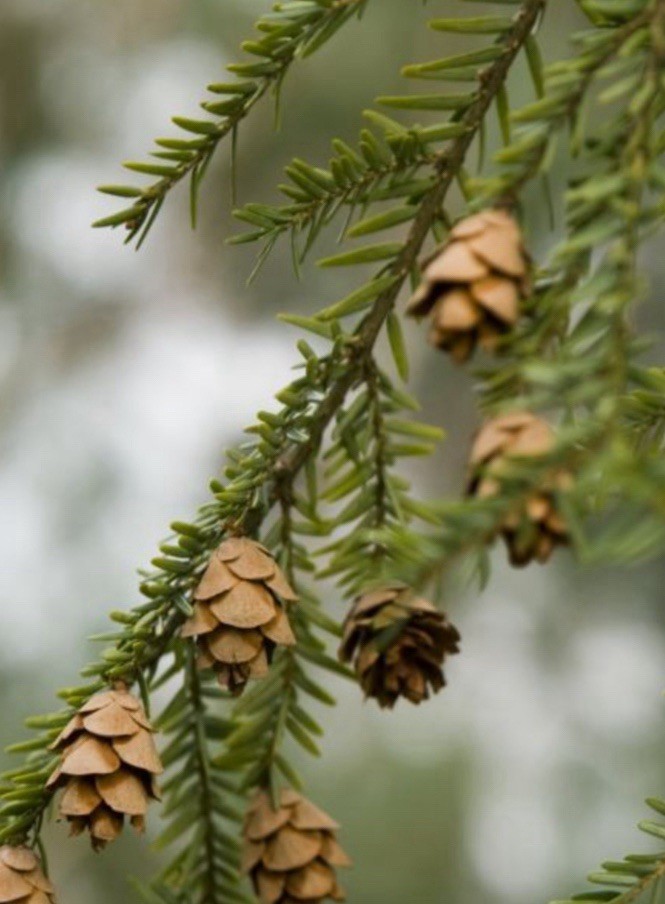BUY ONE GET ONE FREE - BLUE MOUNTAIN - CANADIAN HEMLOCK TREE - - 1-2 ...