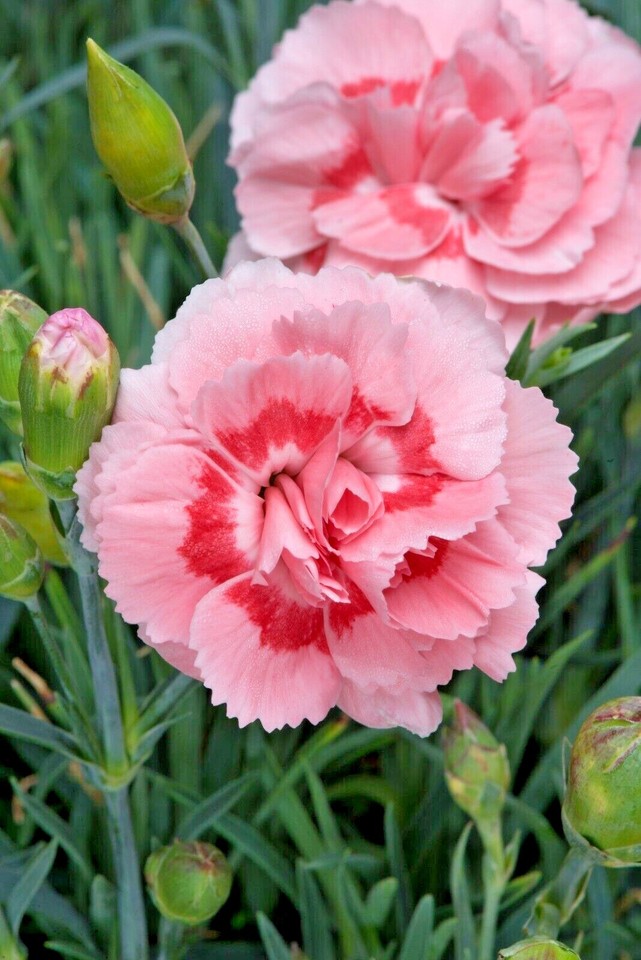 Dianthus Garden pinks Hardy Perennial in 9cm pot | eBay UK