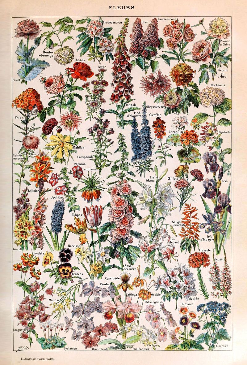 Victorian Flower Prints