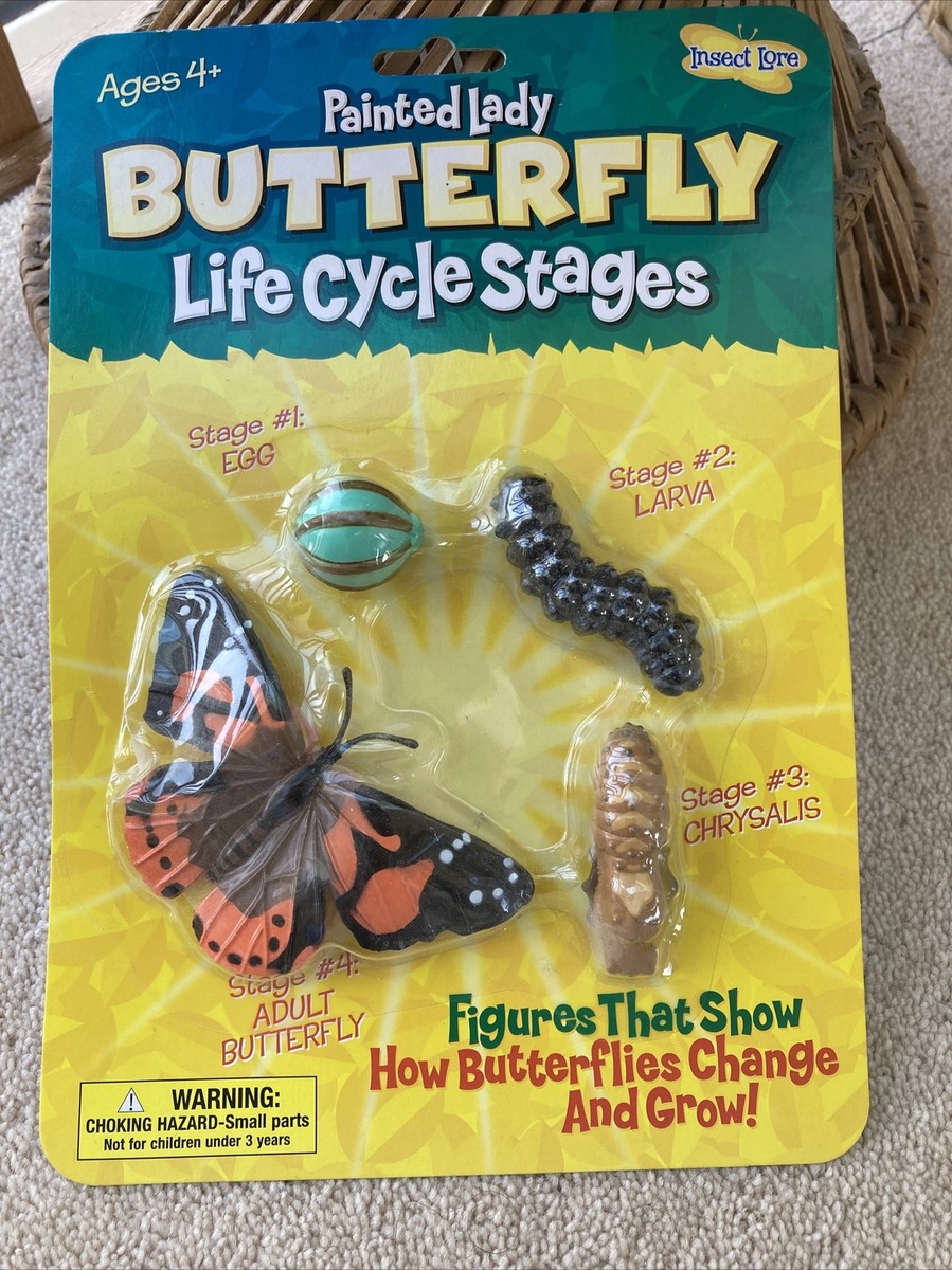 Painted Lady Butterfly Life Cycle
