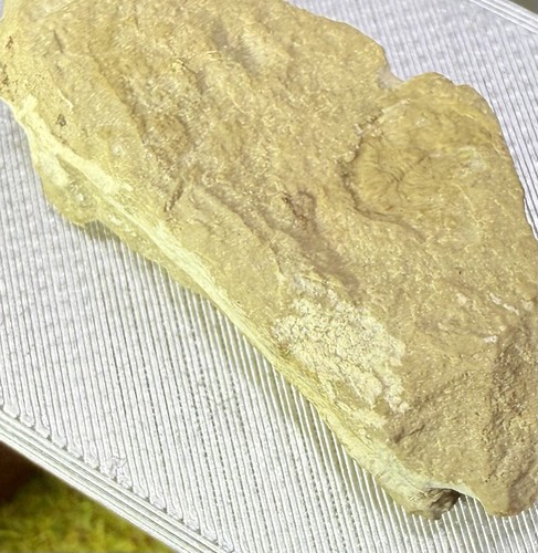 Juvenile Olenellus Gilberti Trilobite Fossil ~ Pioche Shale ~ Nevada ...