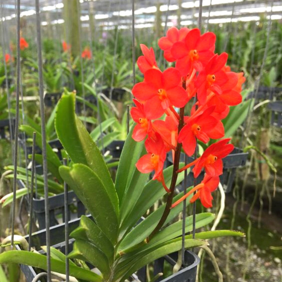 Vanda Pots Orchid Garden Black Plastic Hanging Compatible Mesh Net ...