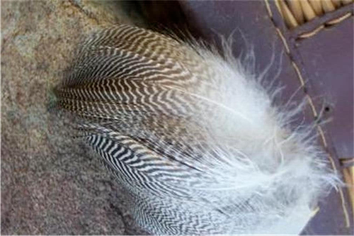 Natural Barred Mallard Duck Flank Feathers Body Fluff Fishing DIY 20 ...