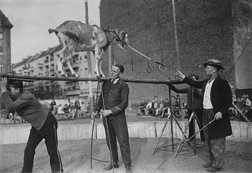Summer circus in the suburbs of Berlin Trained goat balancing over- Old ...