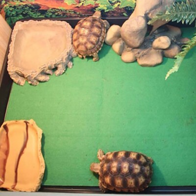 High-tech Fiber Reptile Pad Waterproof Crawling a Pet Carpet Lizard ...