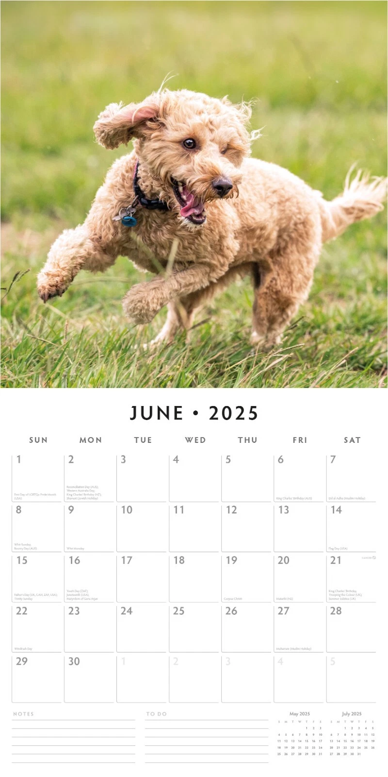 Cockapoos 2025 Square Wall Calendar | ID 19875397 by Gaurav Rawat ...