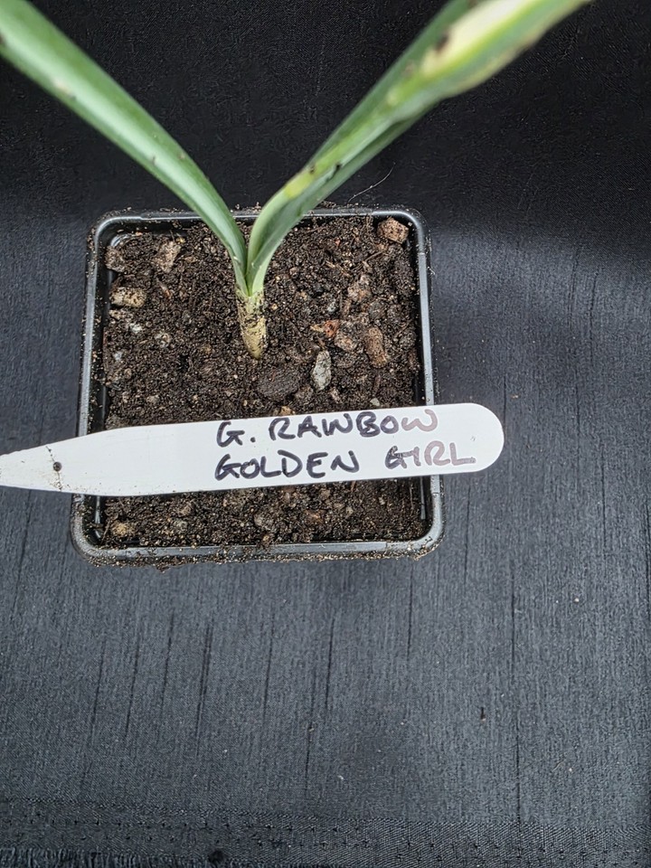 Galanthus Rainbow Golden Girl In Bud Pot 1 | eBay UK