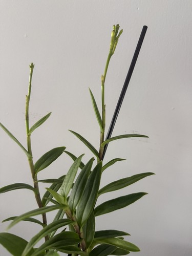 HALF PRICE SALE Epidendrum radicans ORANGE BARE ROOT Reed Stem Orchid ...