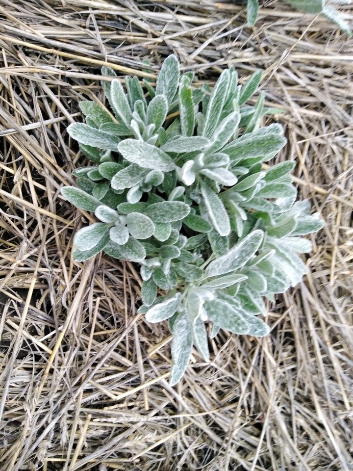 Sideritis scardica, Mursalski Chai, 50 seeds, perennial, Hardy Zone 3 ...