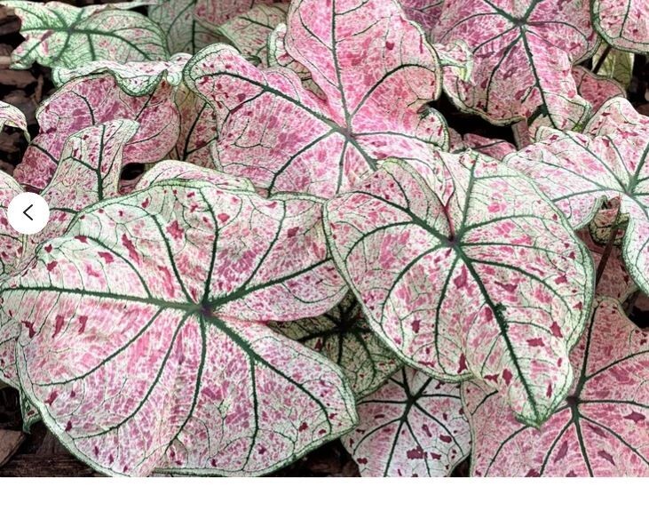 2ct Caladium Splash of Wine Bulbs | eBay