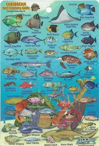 Caribbean Sea Animals
