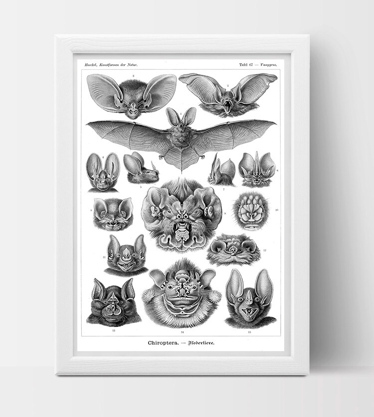 Chiroptera (Bats) Drawing (1904) by Ernst Haeckel Poster | eBay