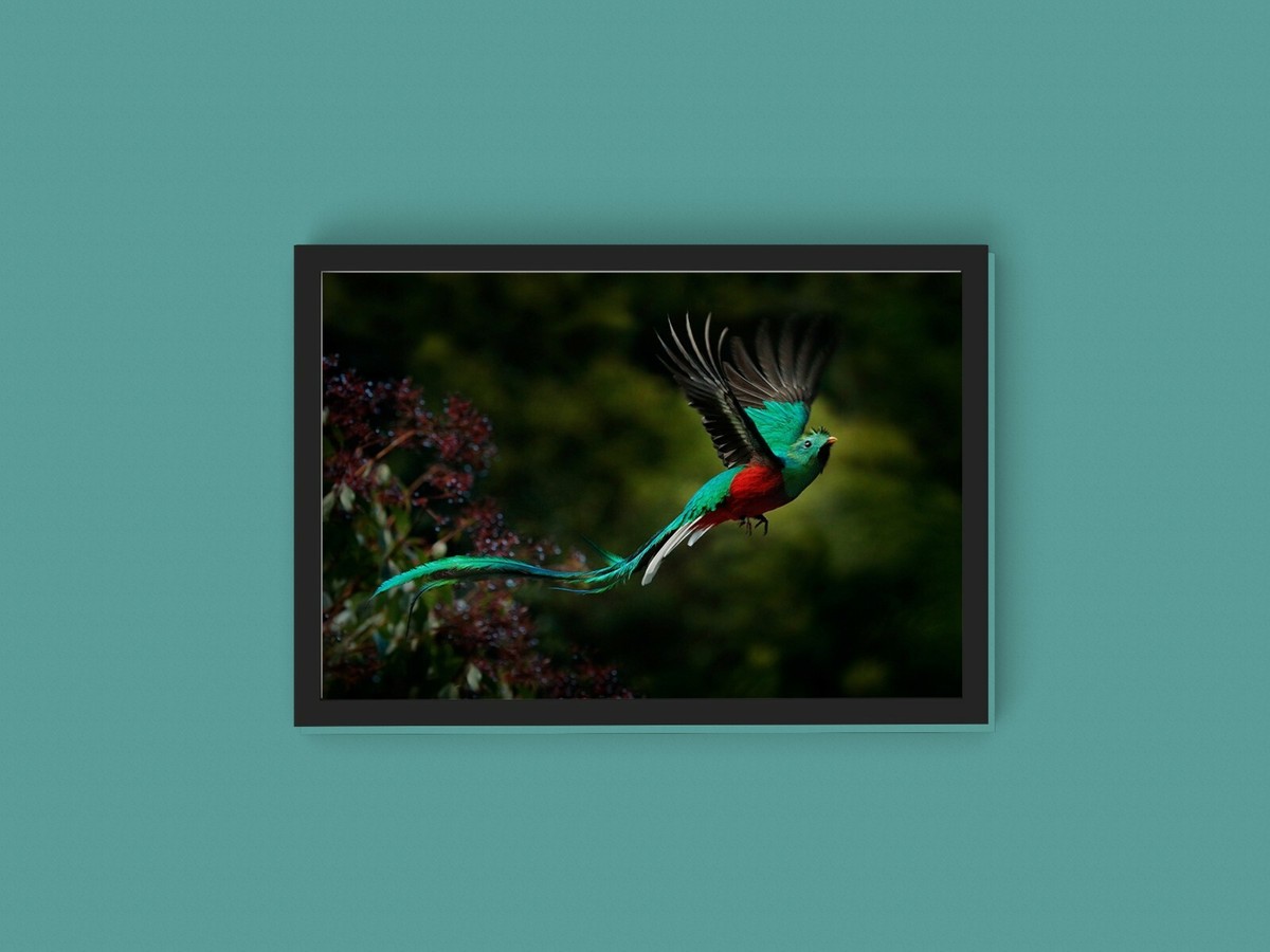 Quetzal Flying Painting Quetzal Tim Hayward As Art Print Or Hand