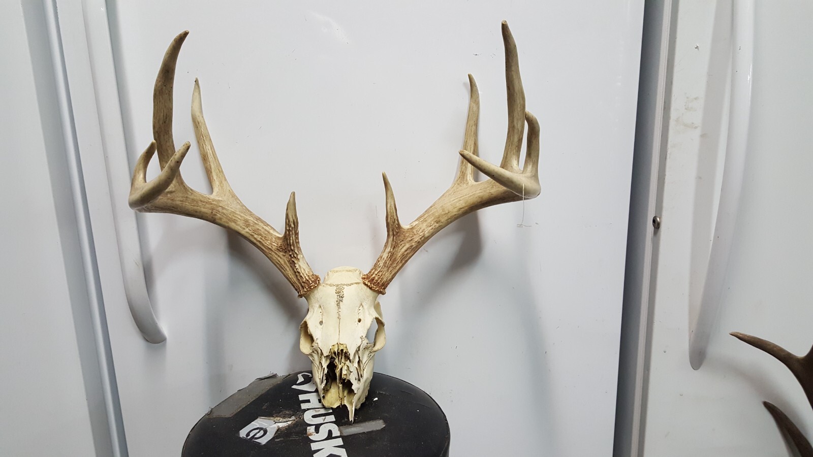 142-6/8 5x5 WHITETAIL DEER RACK partial SKULL mule elk shed antlers ...