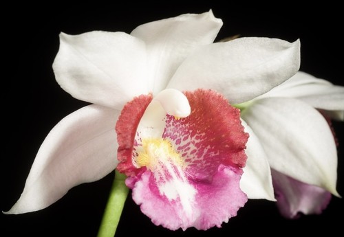 Gastrorchis pulcher rare orchid species Madagascar bloom size | eBay