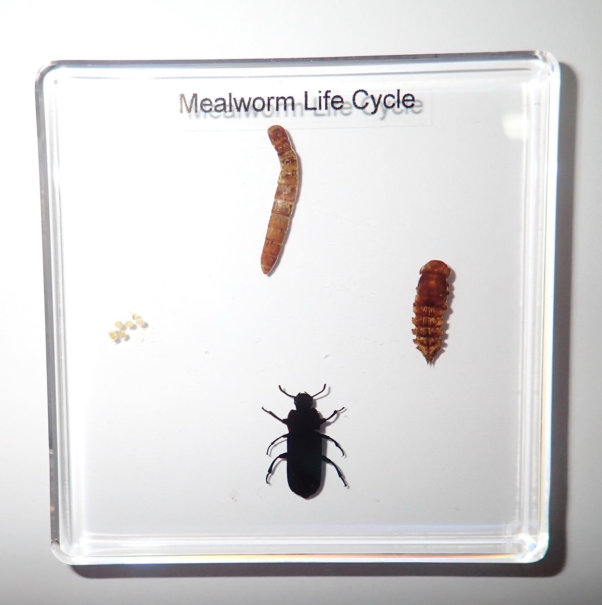 Superworm Life Cycle Scientists Found Superworms That Love Eating