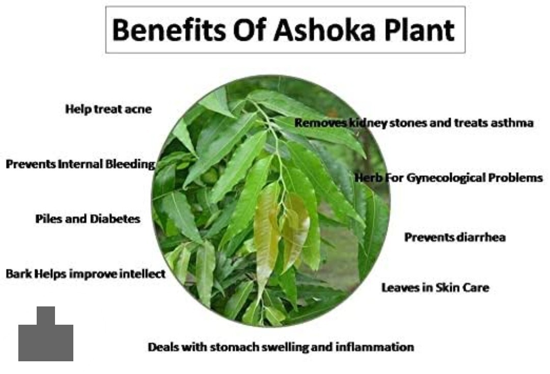 Ashoka Tree Polyalthia Longifolia False Ashoka Tree Mast Tree (4"