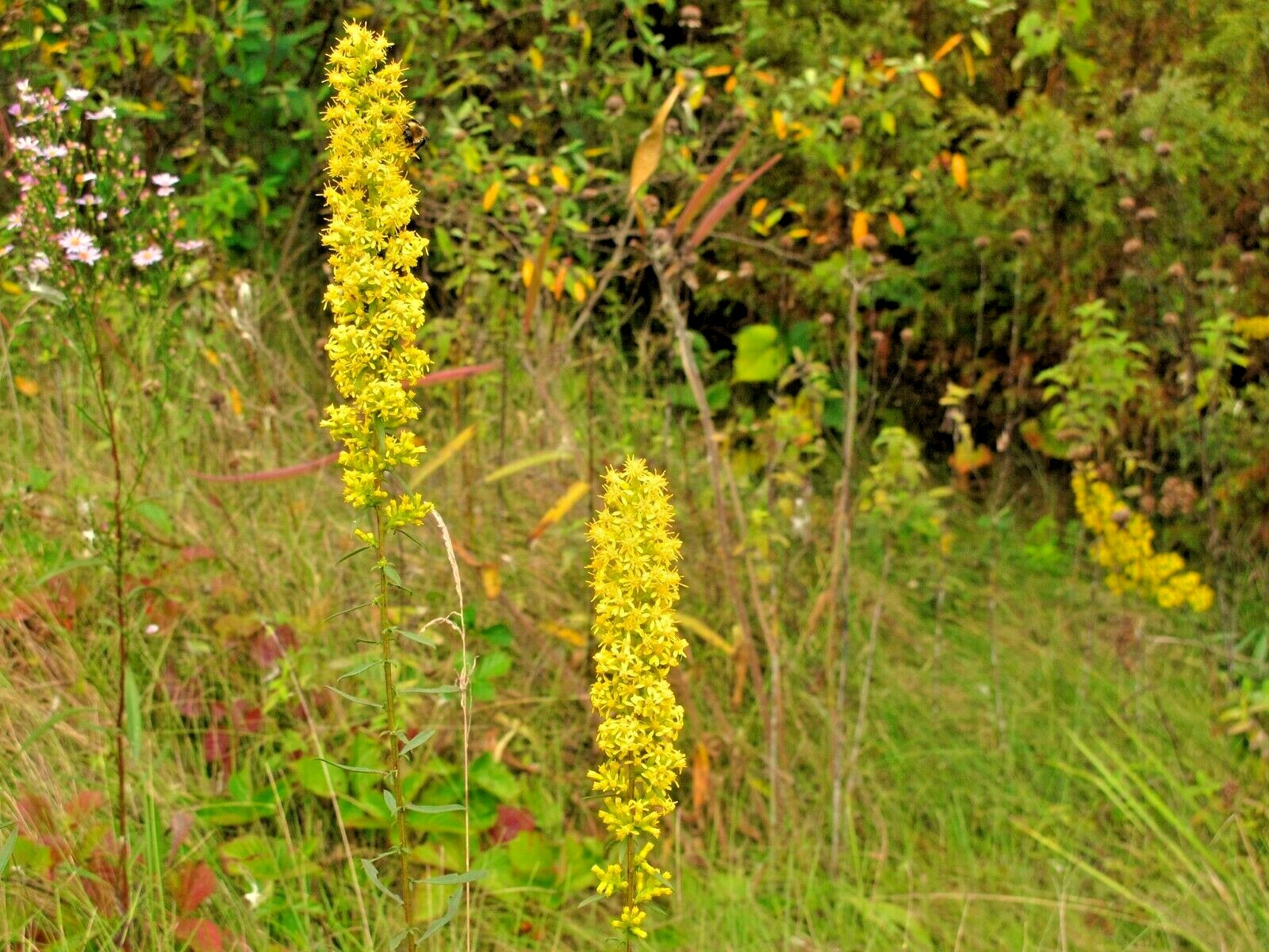 101+SHOWY GOLDENROD Seeds Perennial Native Wildflower Pollinators ...