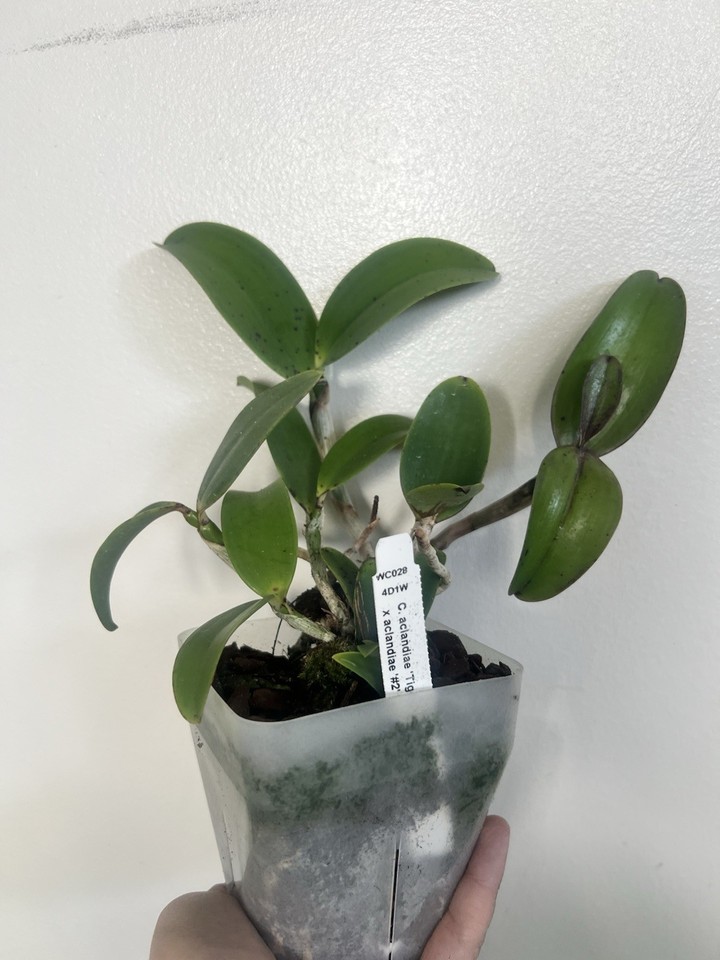 Cattleya aclandiae Plant #2 Miniature Cattleya Orchids Species Fragrant ...