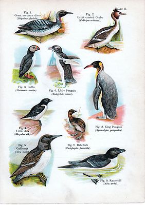1908 BIRD PRINT ~ GUILLEMOT RAZOR-BILL KING PENGUIN GREAT CRESTED GREBE ...