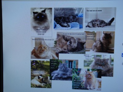 NEW CATtitudes Note Card set of 20, 10 feline photos, must see | eBay