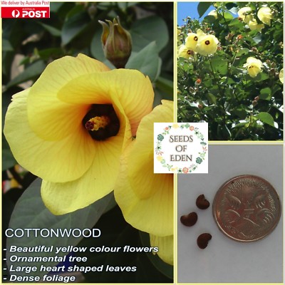 10 RED COTTONWOOD SEEDS (Hibiscus Tiliaceus); Ideal ornamental tree for ...